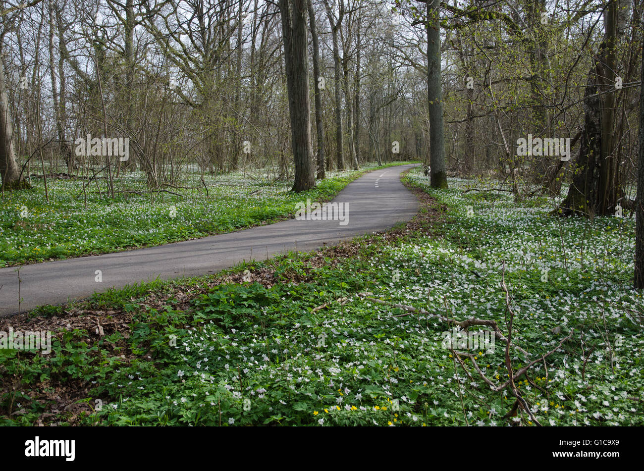Spring flowers surrounding a walkway in a deciduous forest Stock Photo ...
