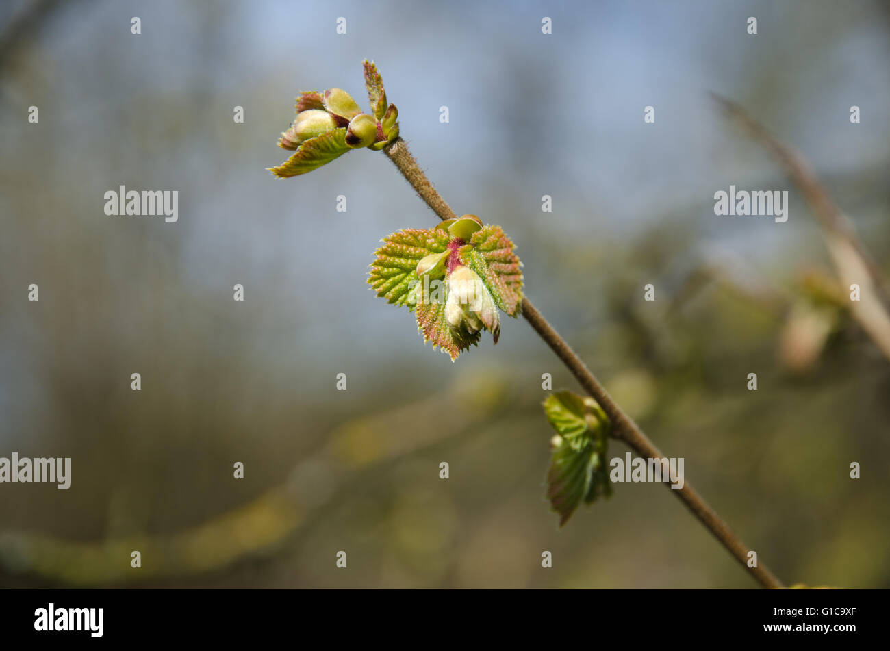 Twig with new hazel leaves at spring by a blurred nature background ...