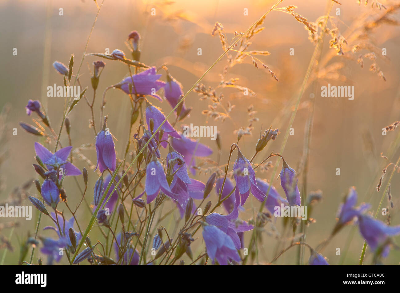 Spreading Bellflowers in the sunset light Stock Photo - Alamy