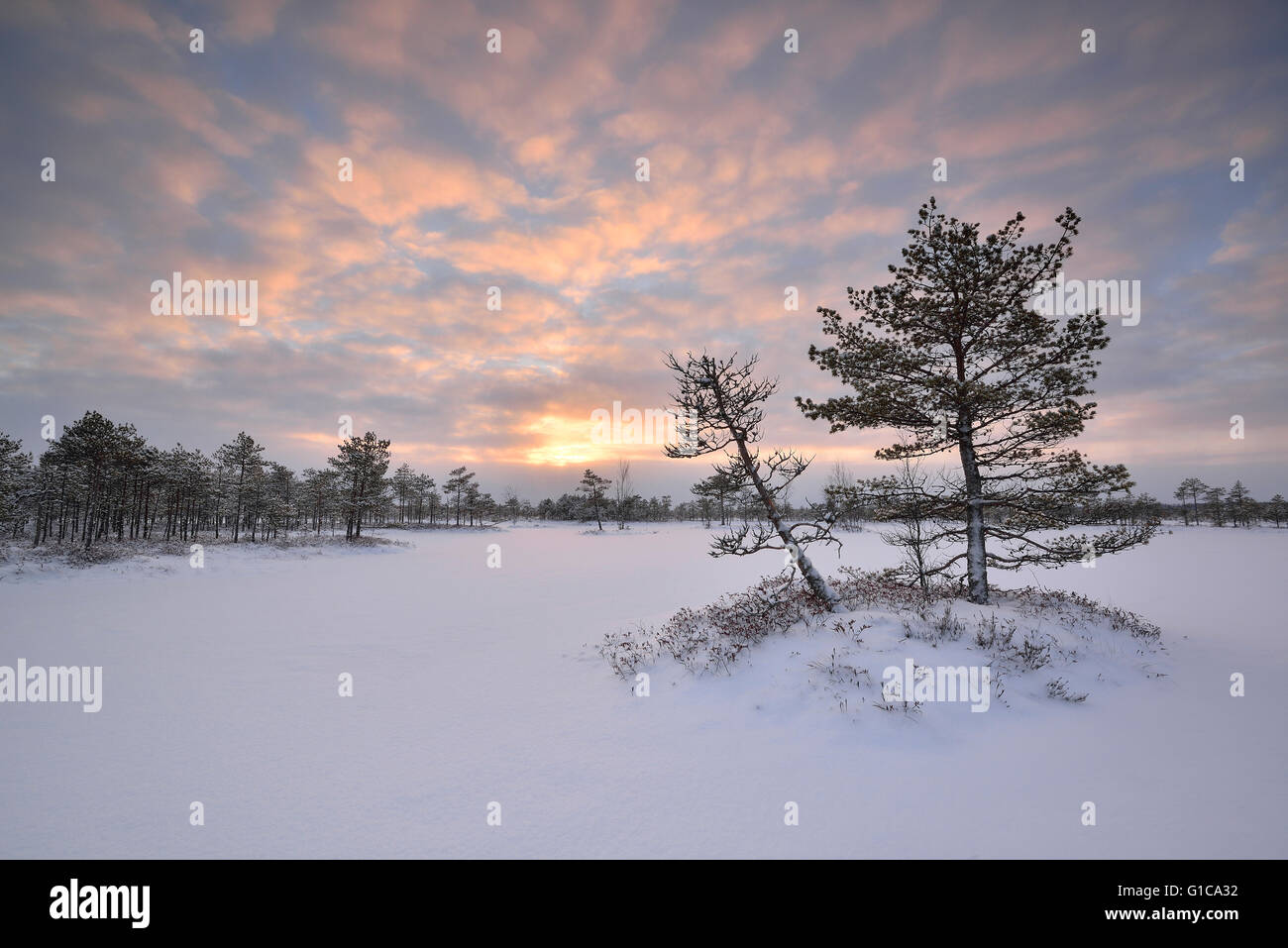 Frozen bog pool at sunrise in the winter Stock Photo - Alamy