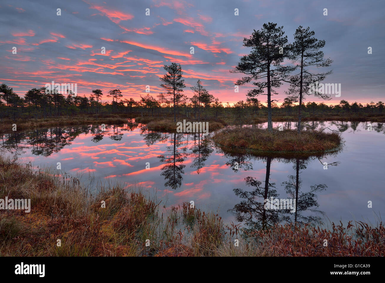 Bog islands on the bog pool at sunrise Stock Photo - Alamy