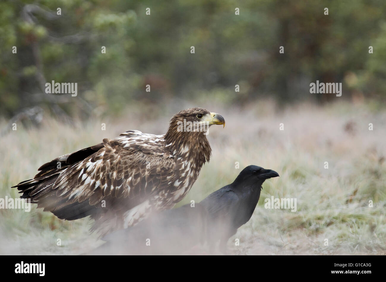 White-tailed Eagle and Ravens Stock Photo - Alamy
