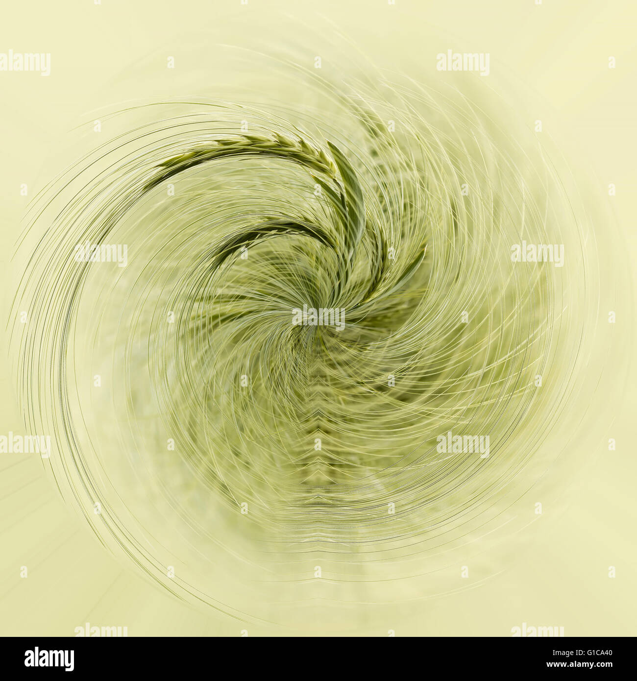 detail of Organic Green spring grains with shallow focus, ecology ...