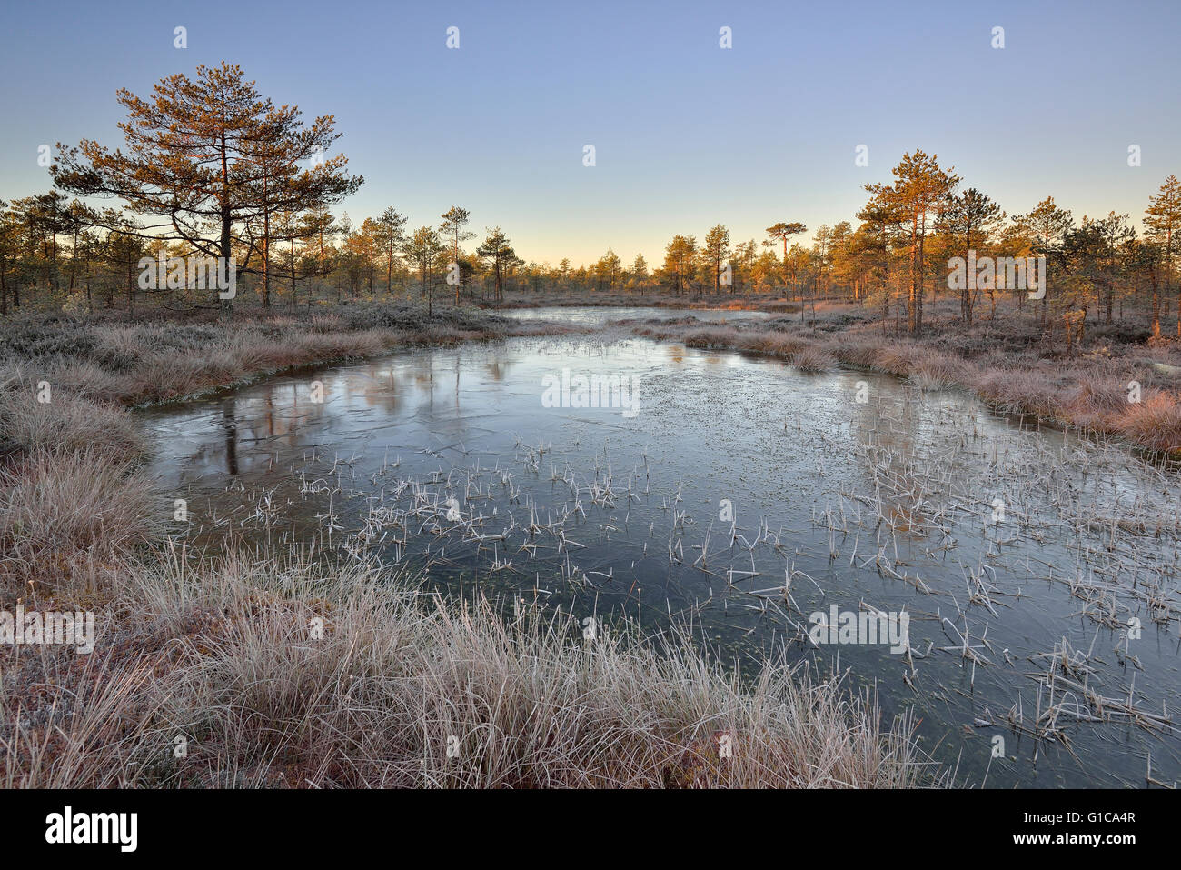Bog pond weed hi-res stock photography and images - Alamy