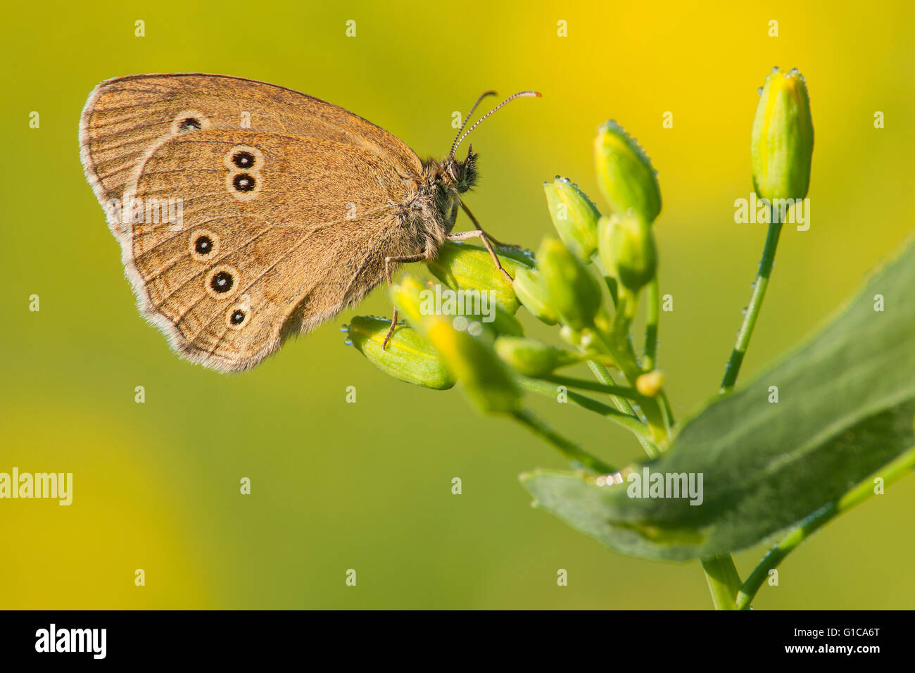 Ringlet butterfly hi-res stock photography and images - Alamy