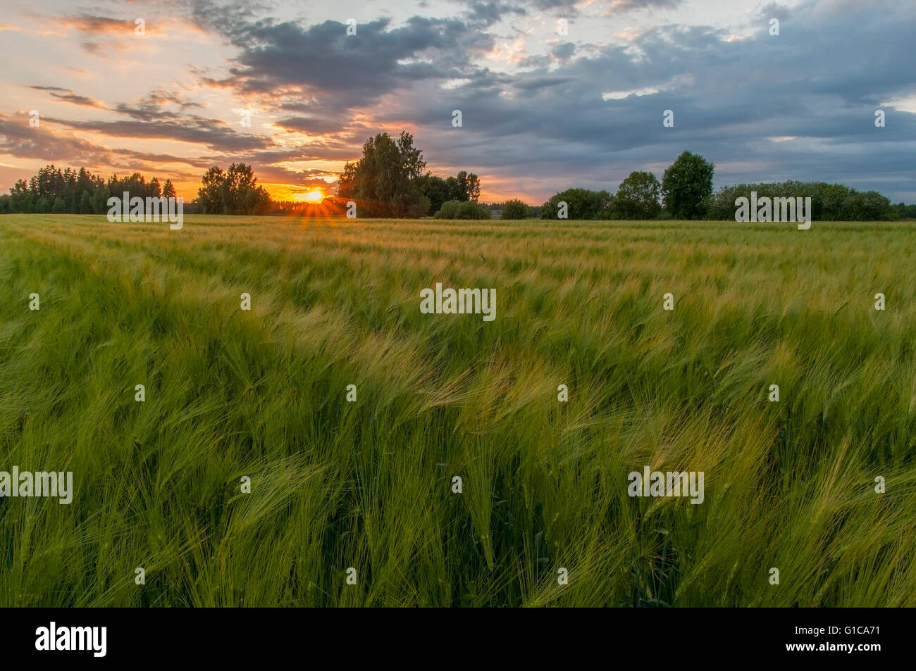 Barley field at sunset hi-res stock photography and images - Alamy