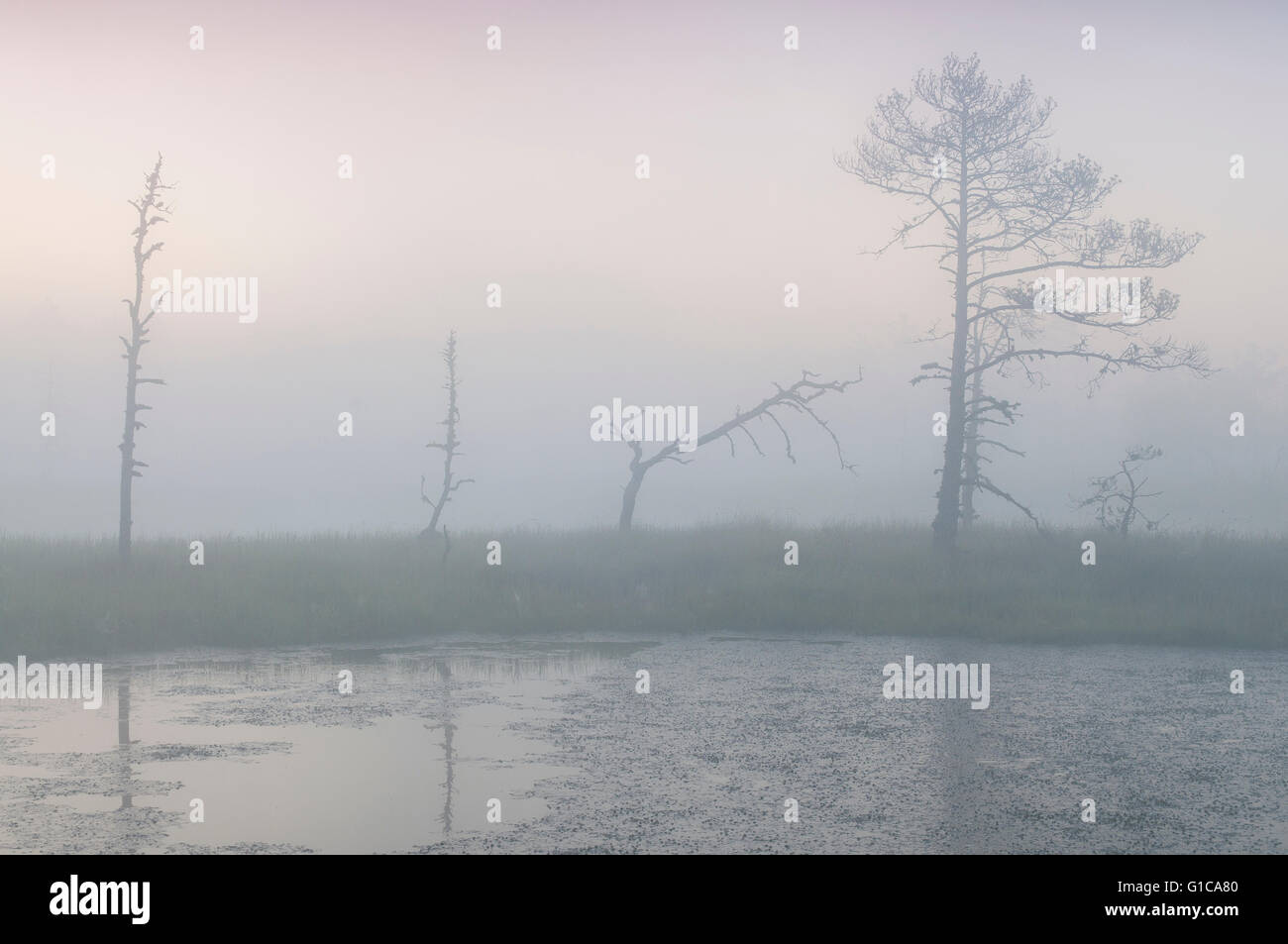Misty morning in the swamp Stock Photo - Alamy