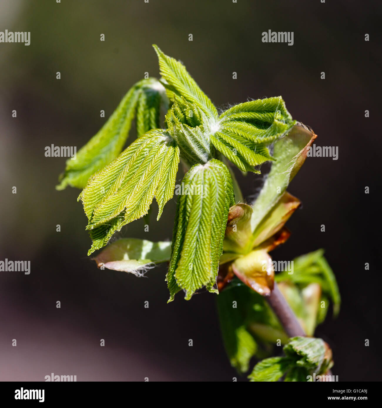 New appearing hi-res stock photography and images - Alamy