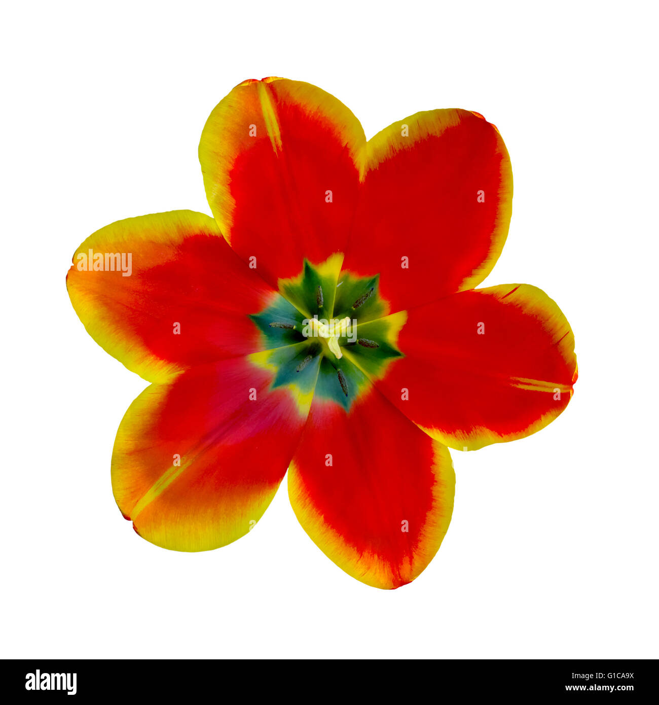 open tulip flower closeup isolated on white background Stock Photo - Alamy