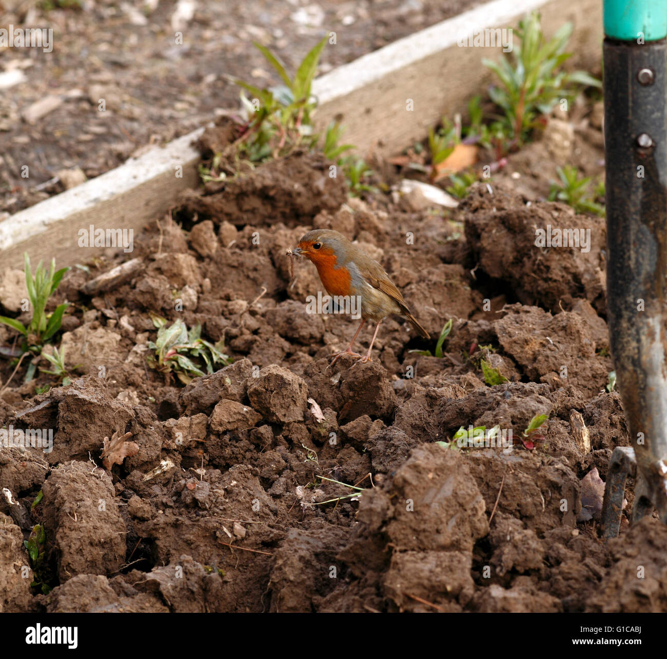 Robin looking over the soil for a meal Stock Photo - Alamy