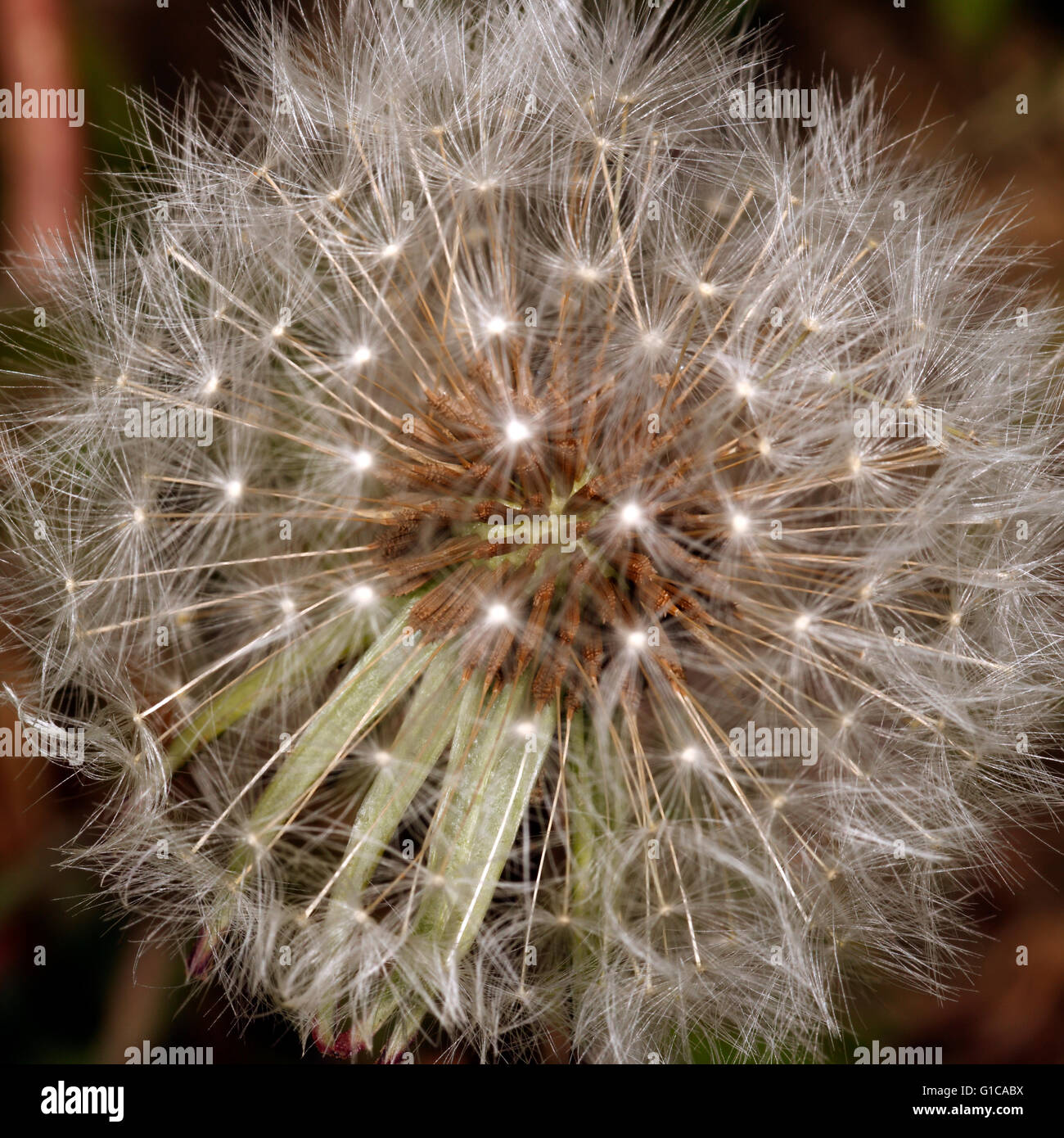 Dandelion seed dispersing hi-res stock photography and images - Alamy