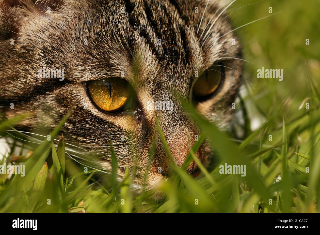 Cat hunting in the grass Stock Photo - Alamy