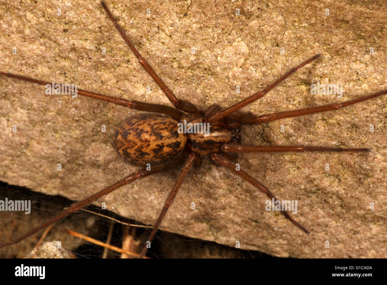 Tegenaria Gigantea Stock Photos & Tegenaria Gigantea Stock Images - Alamy