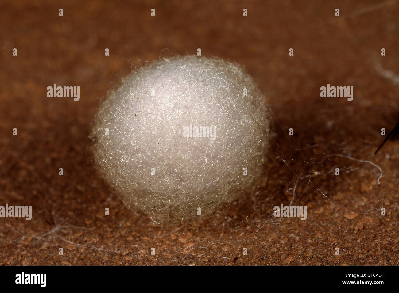 British spiders hi-res stock photography and images - Alamy