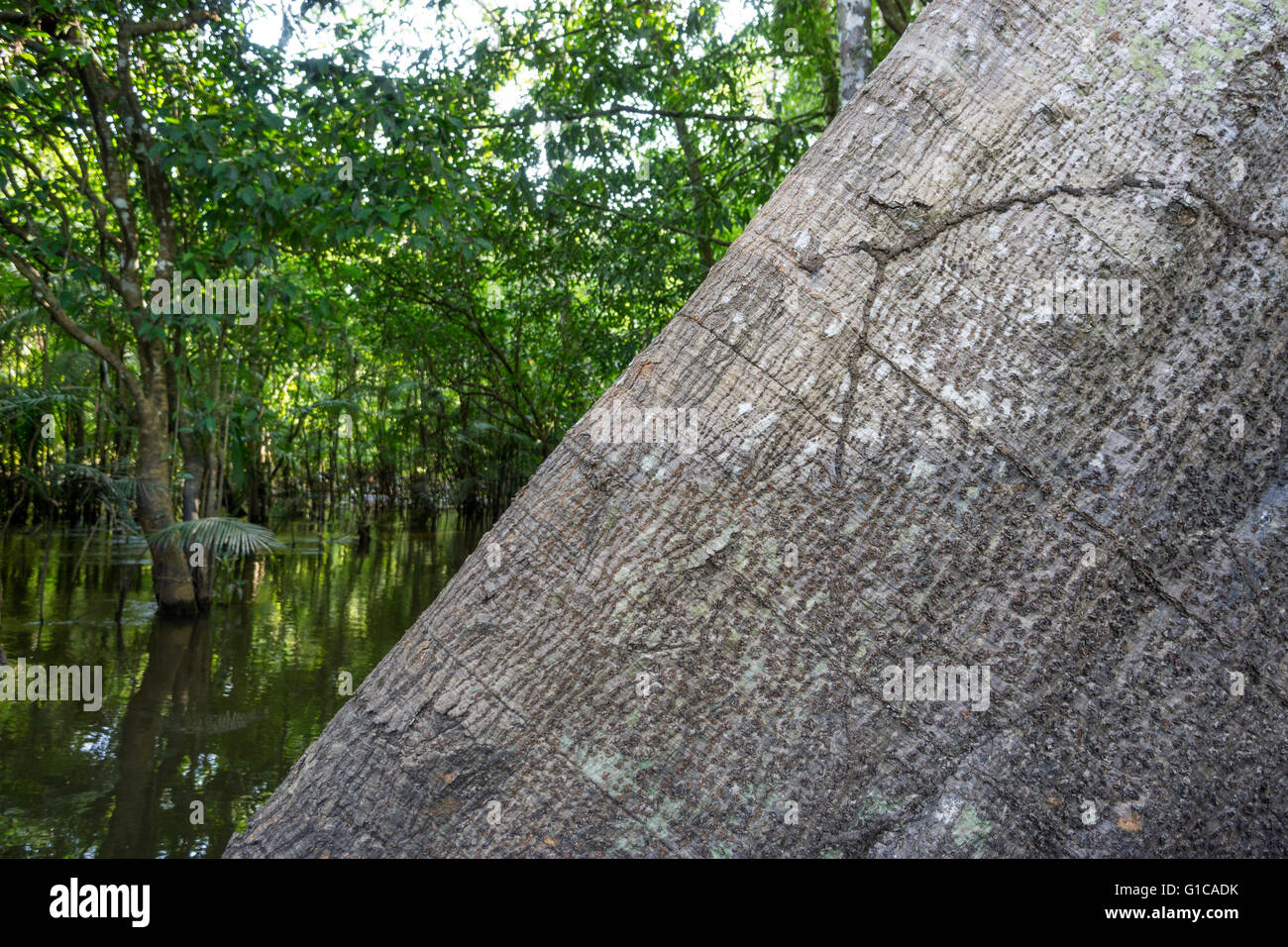 Ceiba pentandra tree trunk in the Amazon Rainforest Stock Photo - Alamy