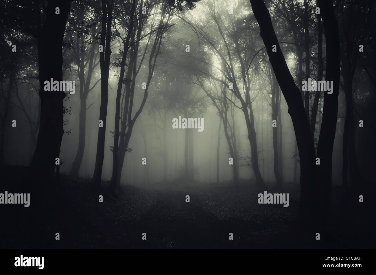 path in dark enchanted forest Stock Photo - Alamy