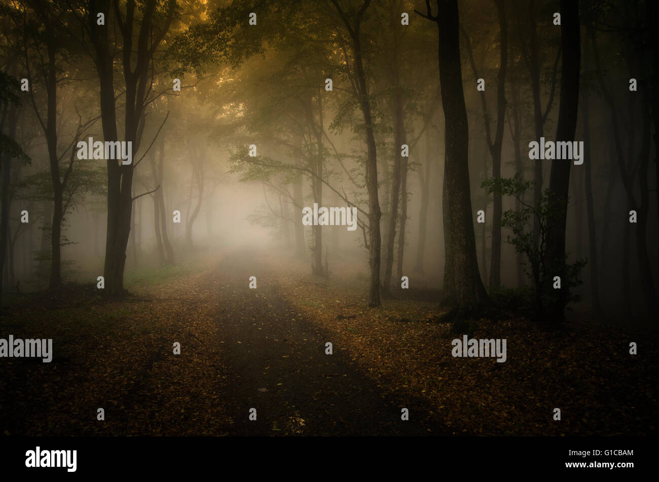 Path through dark woods hi-res stock photography and images - Alamy