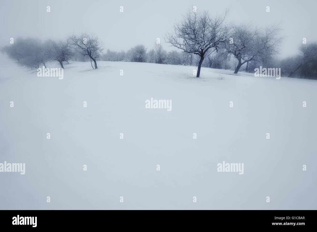 minimal winter landscape with trees and snow Stock Photo - Alamy