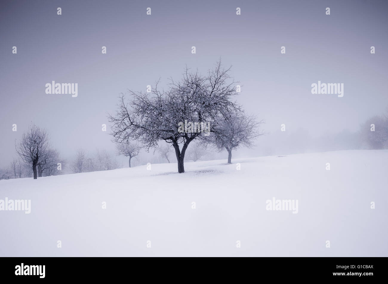 minimal winter landscape with trees and snow Stock Photo - Alamy