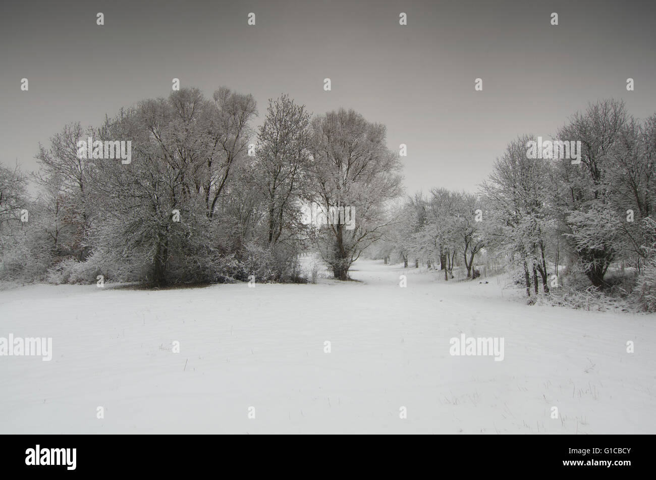 minimal winter landscape with trees and snow Stock Photo - Alamy