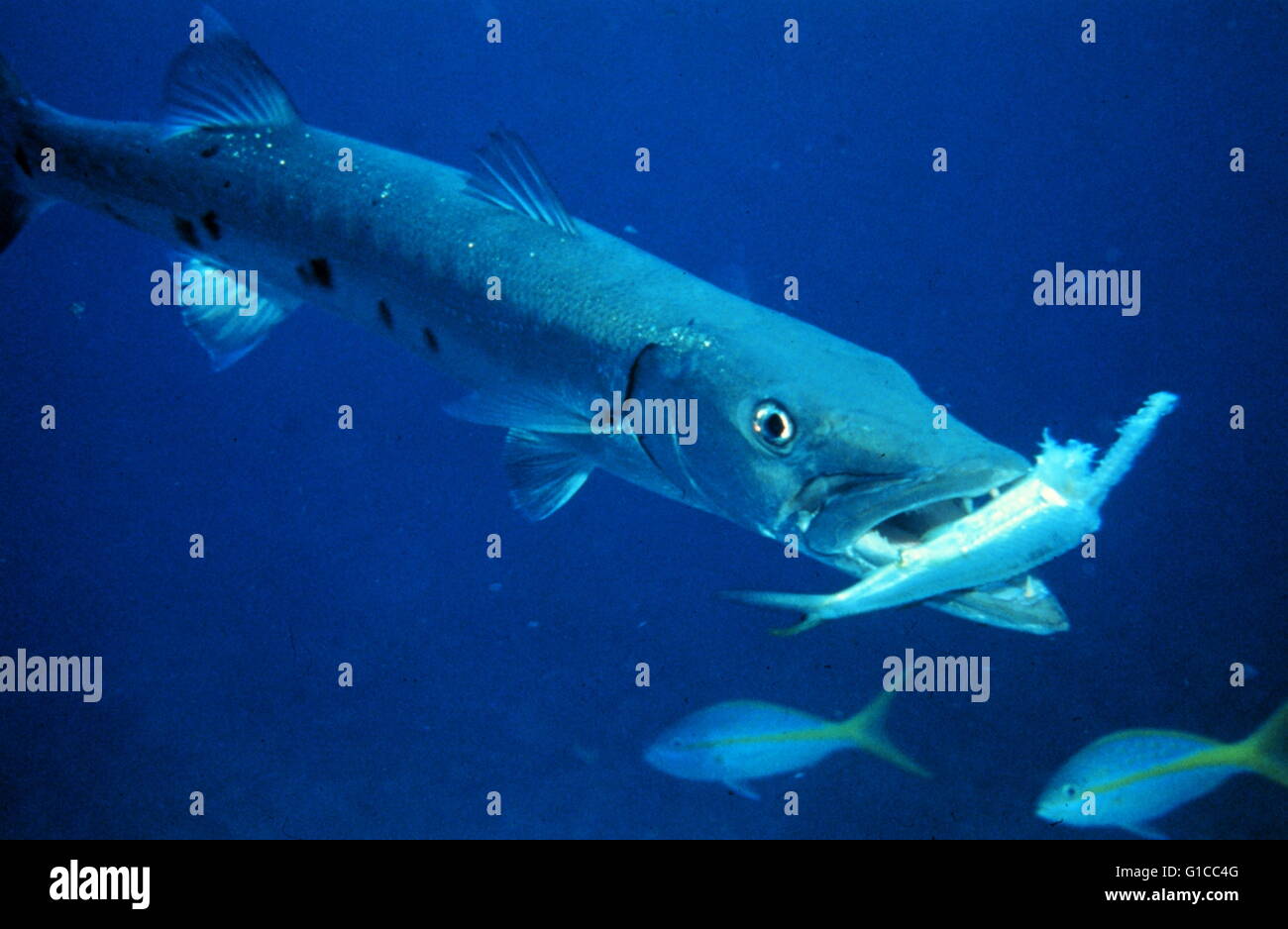 Another fish hi-res stock photography and images - Alamy