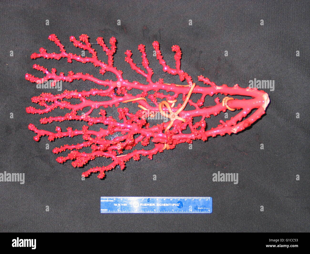 Paragorgia coral hi-res stock photography and images - Alamy