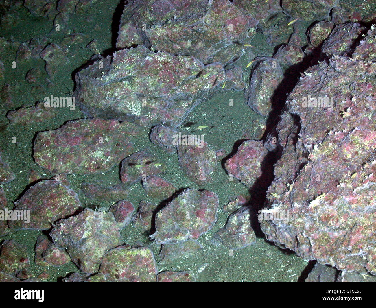 Ring of Fire 2006 Expedition. Red-green algae and fine white 'beards ...