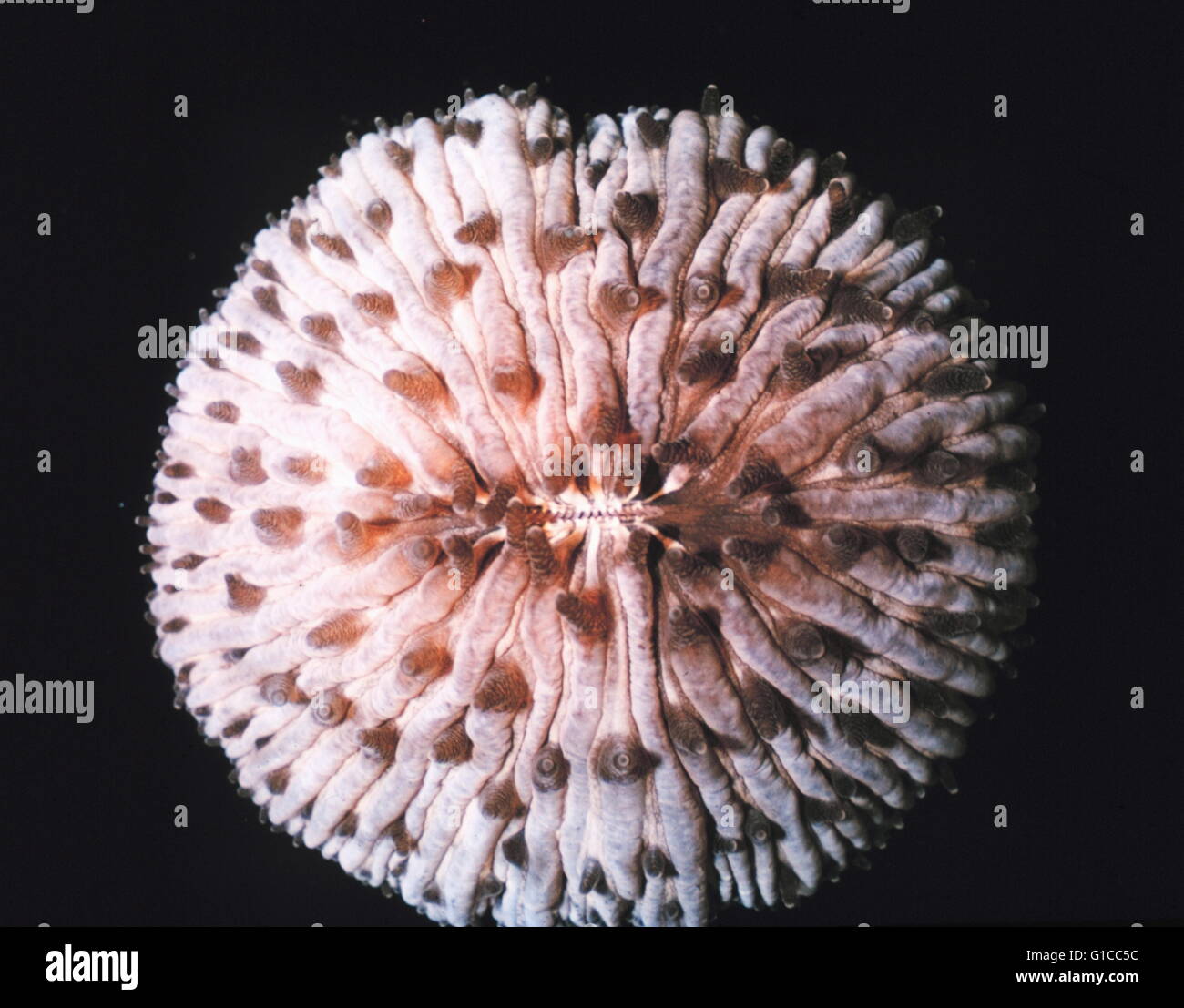 Single Polyp High Resolution Stock Photography and Images - Alamy