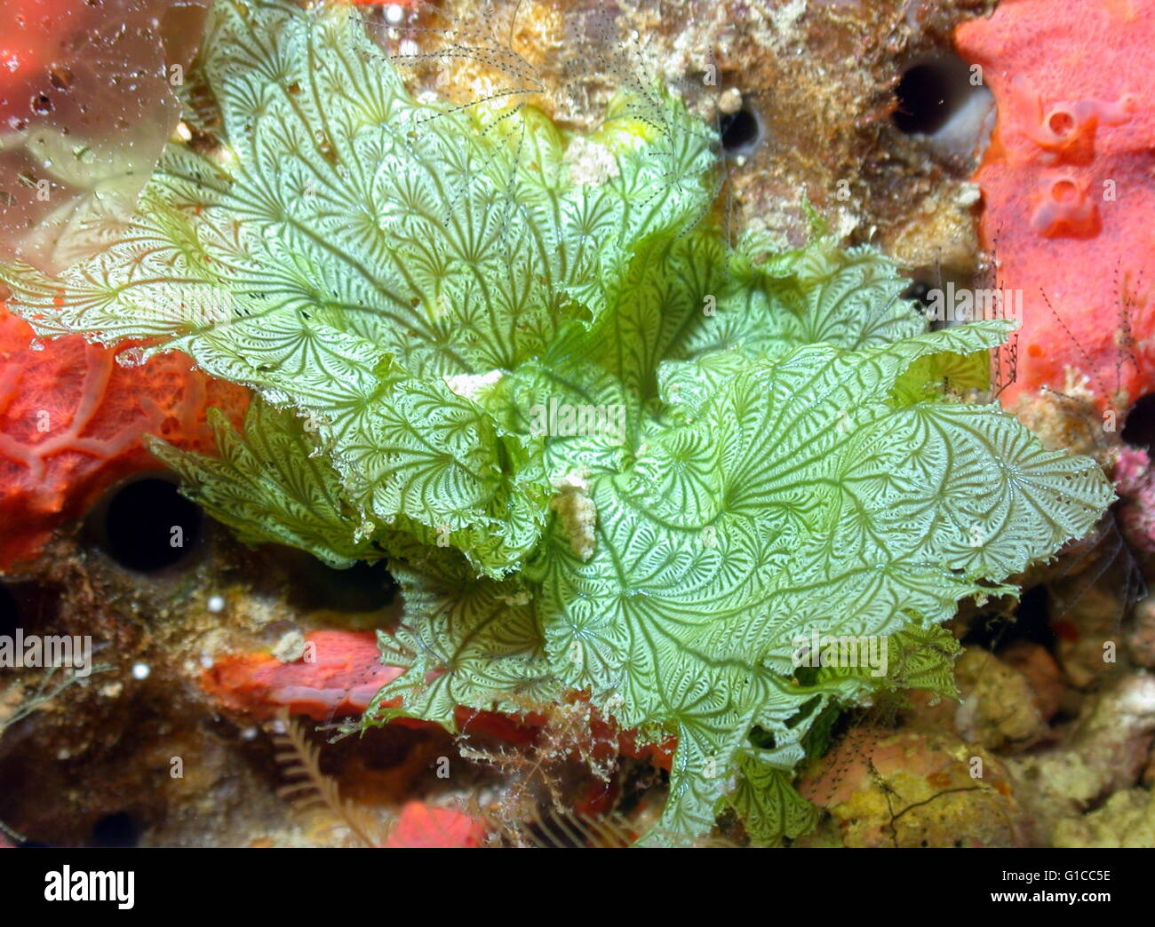 Leafy green algae (Anadyomene lacerata Stock Photo - Alamy