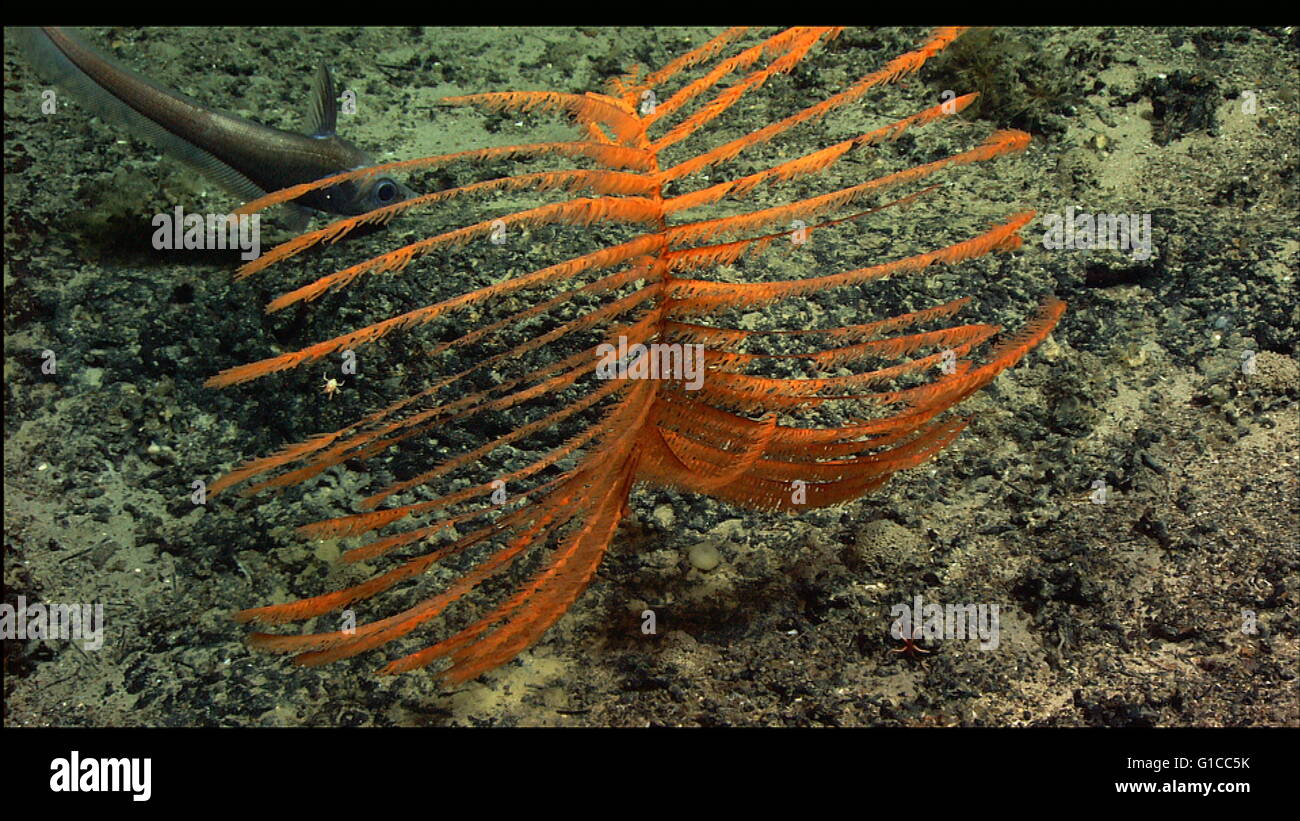 North Atlantic Stepping Stones Expedition 2005. A grenadier drifts by a ...
