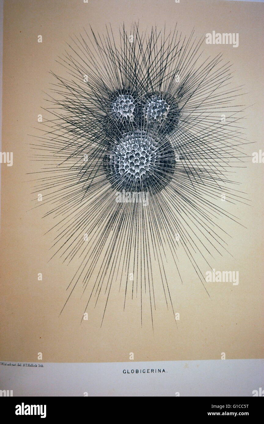 Foraminifera Stock Photos & Foraminifera Stock Images - Alamy