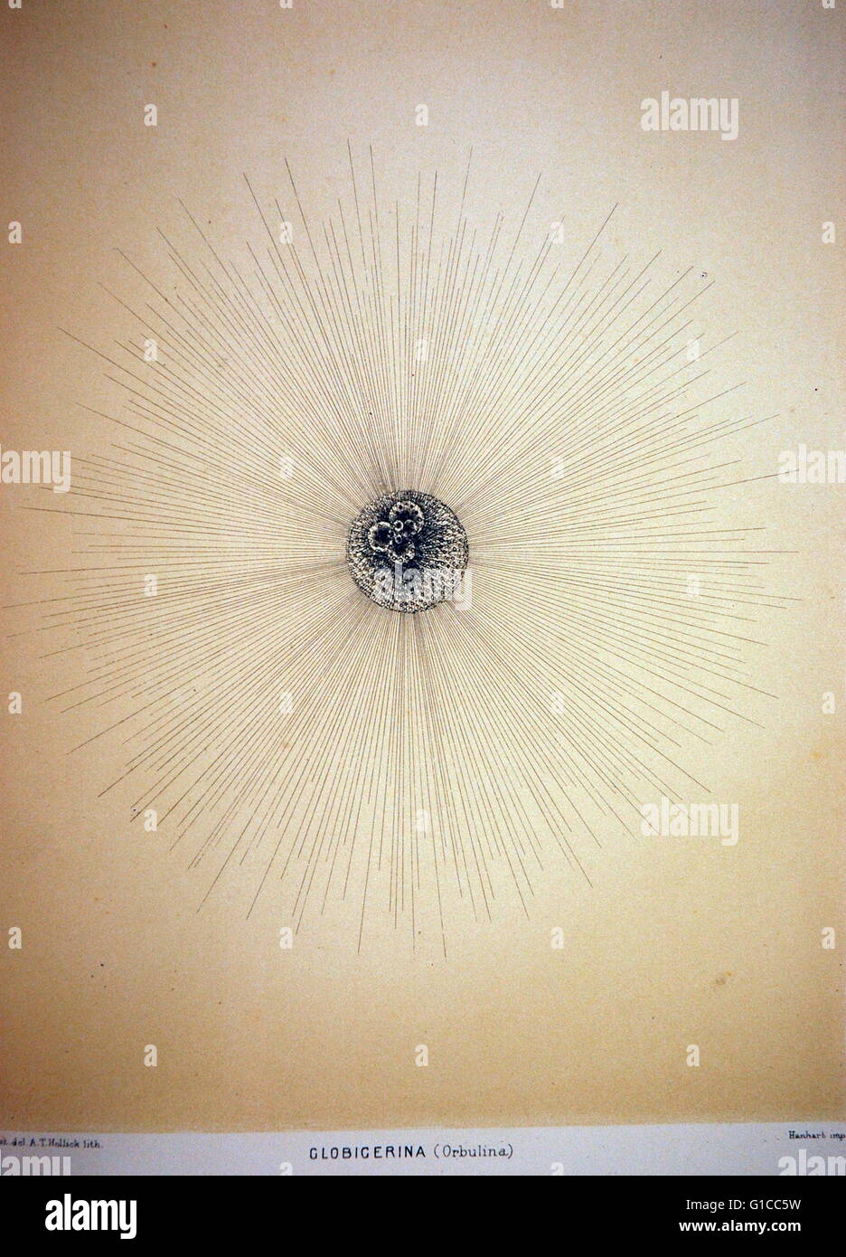 Orbulina bulloides hi-res stock photography and images - Alamy