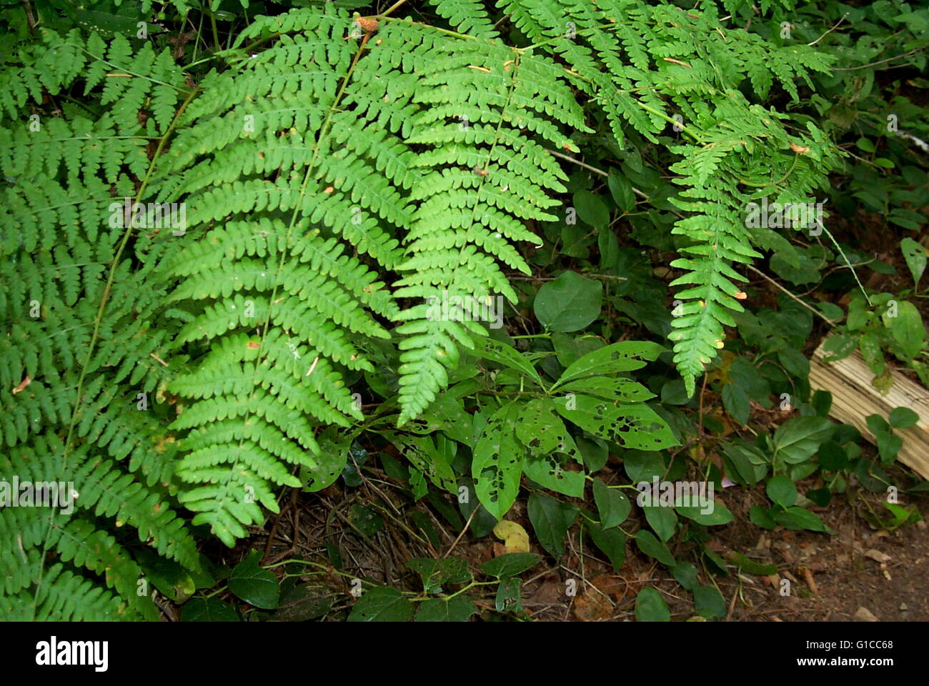 Oregon historical archive hi-res stock photography and images - Alamy