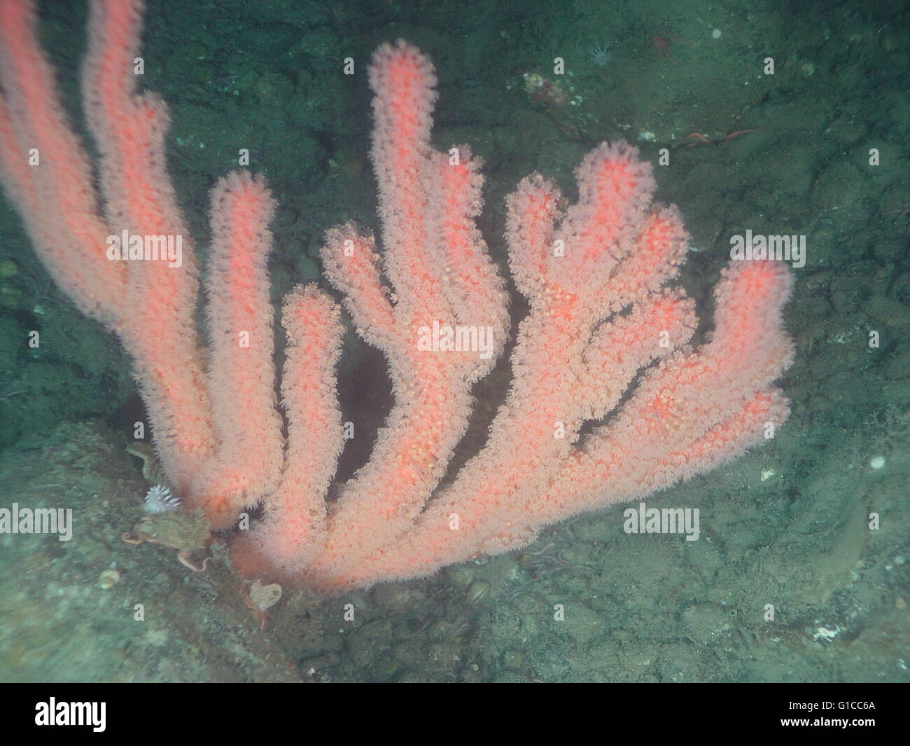 Paragorgia pacifica hi-res stock photography and images - Alamy