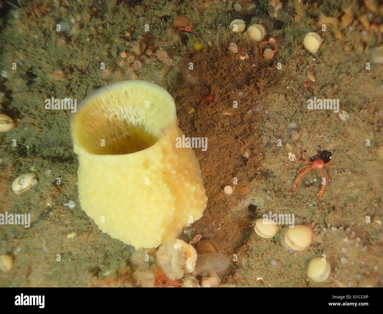 A large yellow sponge Stock Photo - Alamy