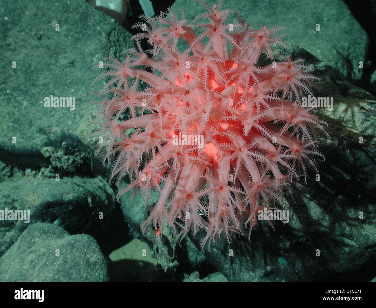 Deep sea mushroom hi-res stock photography and images - Alamy