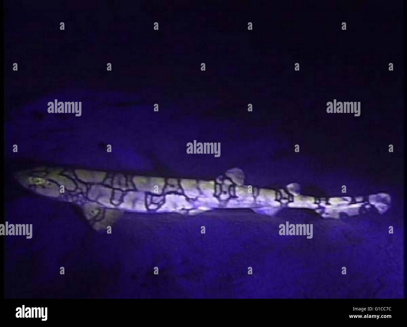 Fluorescent chain cat shark hi-res stock photography and images - Alamy