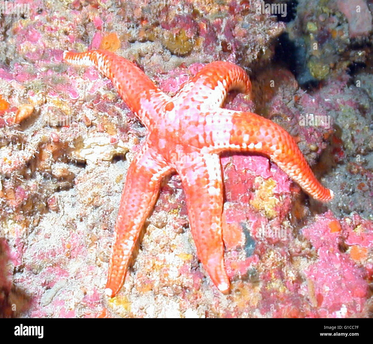 Orange and white starfish from the Gulf of Mexico Stock Photo - Alamy