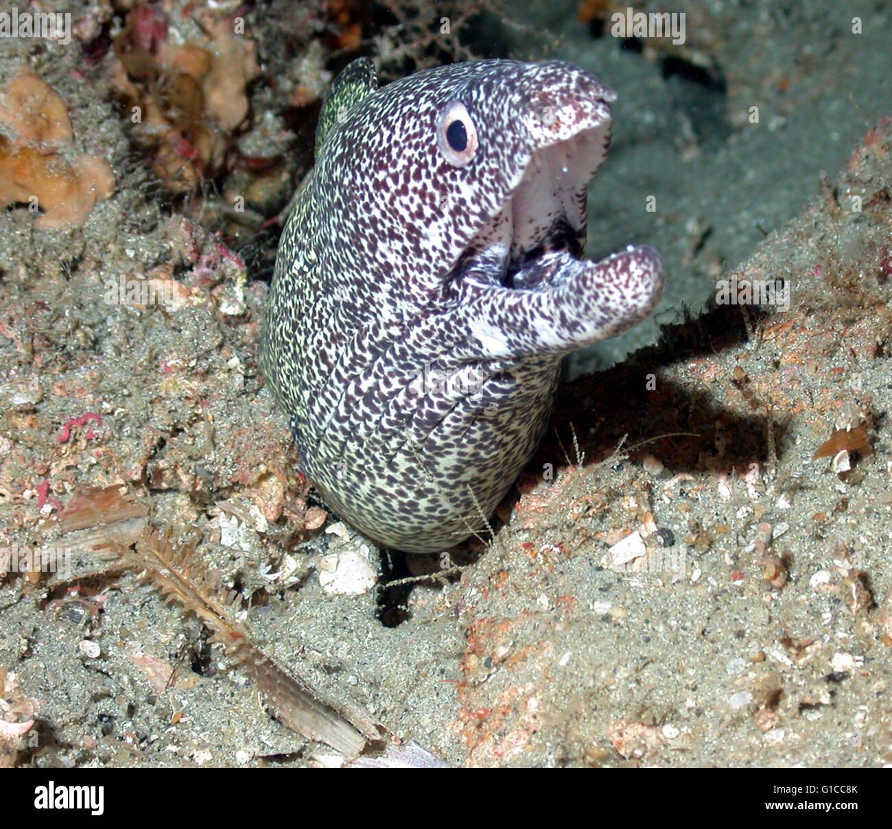 Close-up of an eel Stock Photo - Alamy