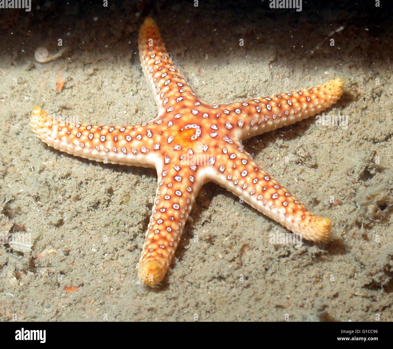 Gulf Of Mexico Starfish Species