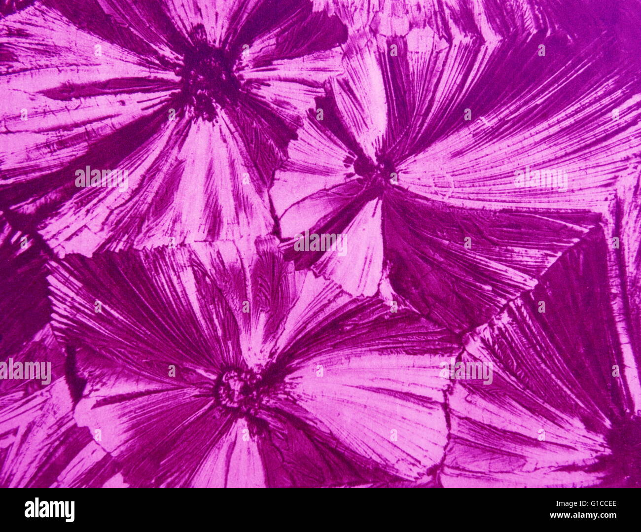 100 times Magnification of salicine acid crystals Stock Photo - Alamy