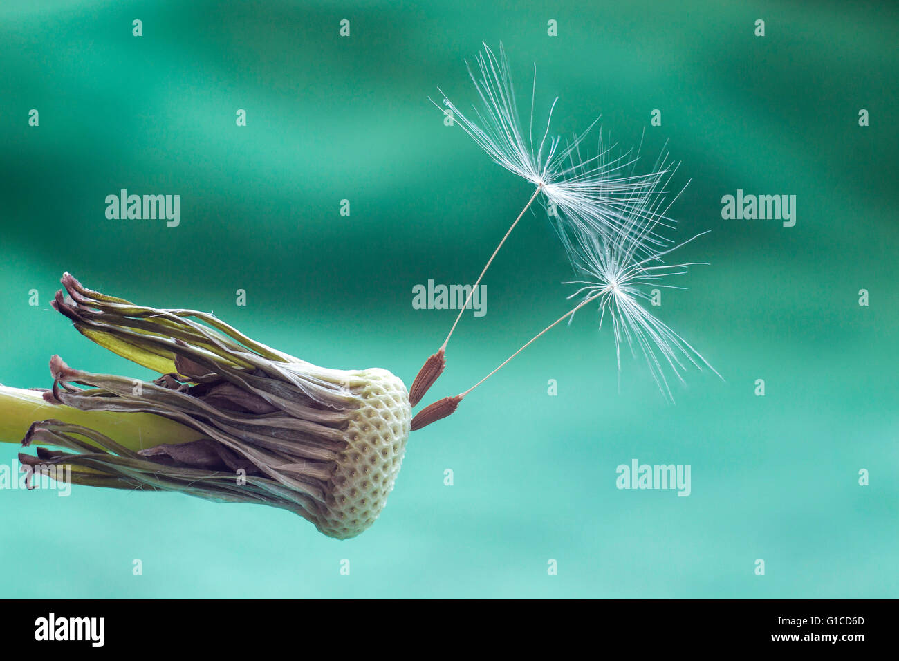 Dandelion flower seed closeup with blurred background Stock Photo - Alamy