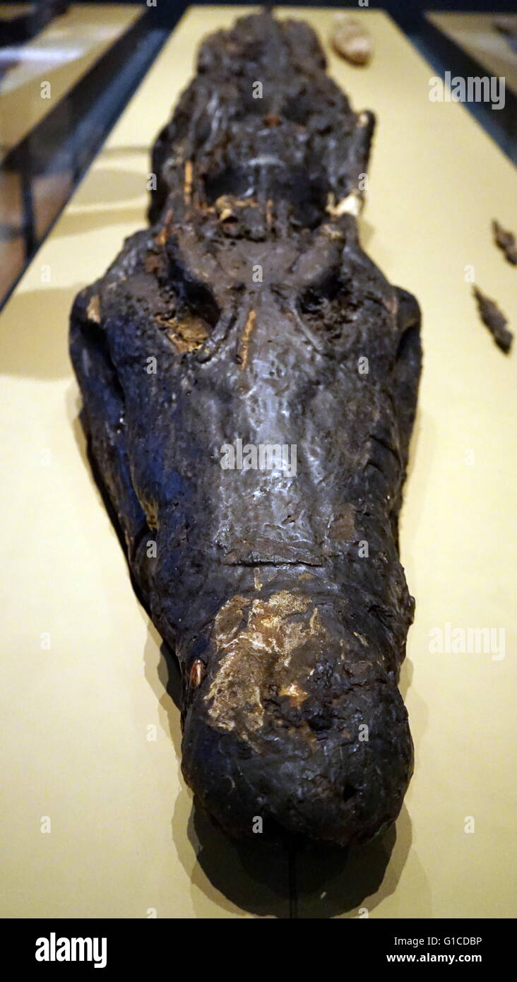 Mummified crocodile hi-res stock photography and images - Alamy