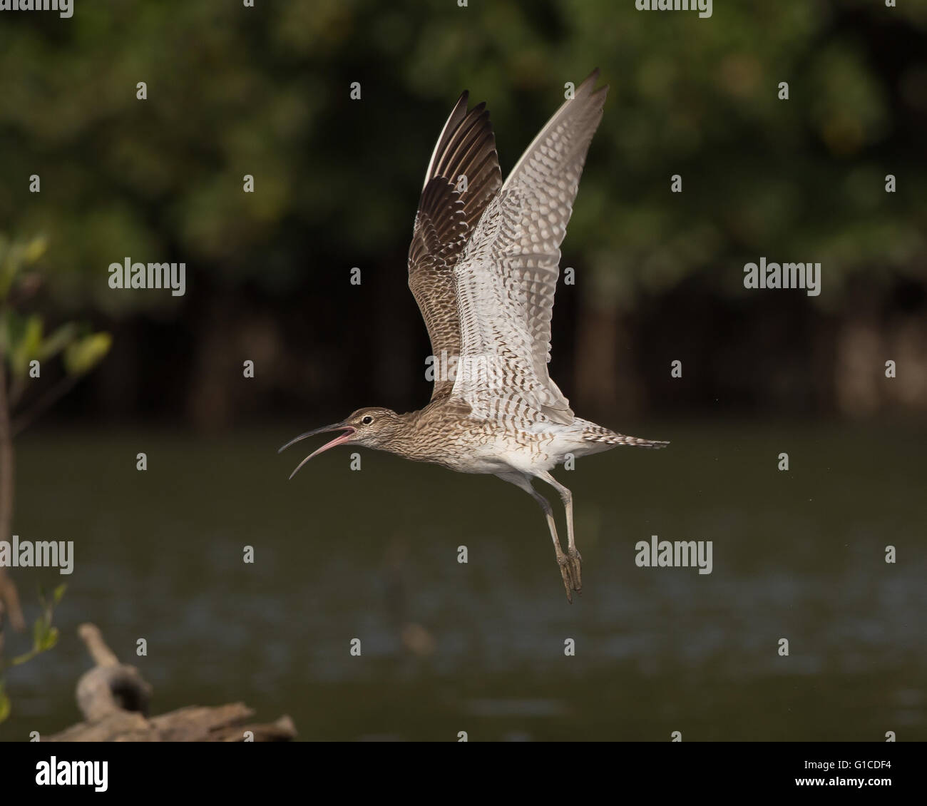 Whimbrel, Numenius phaeopus in flight Stock Photo - Alamy