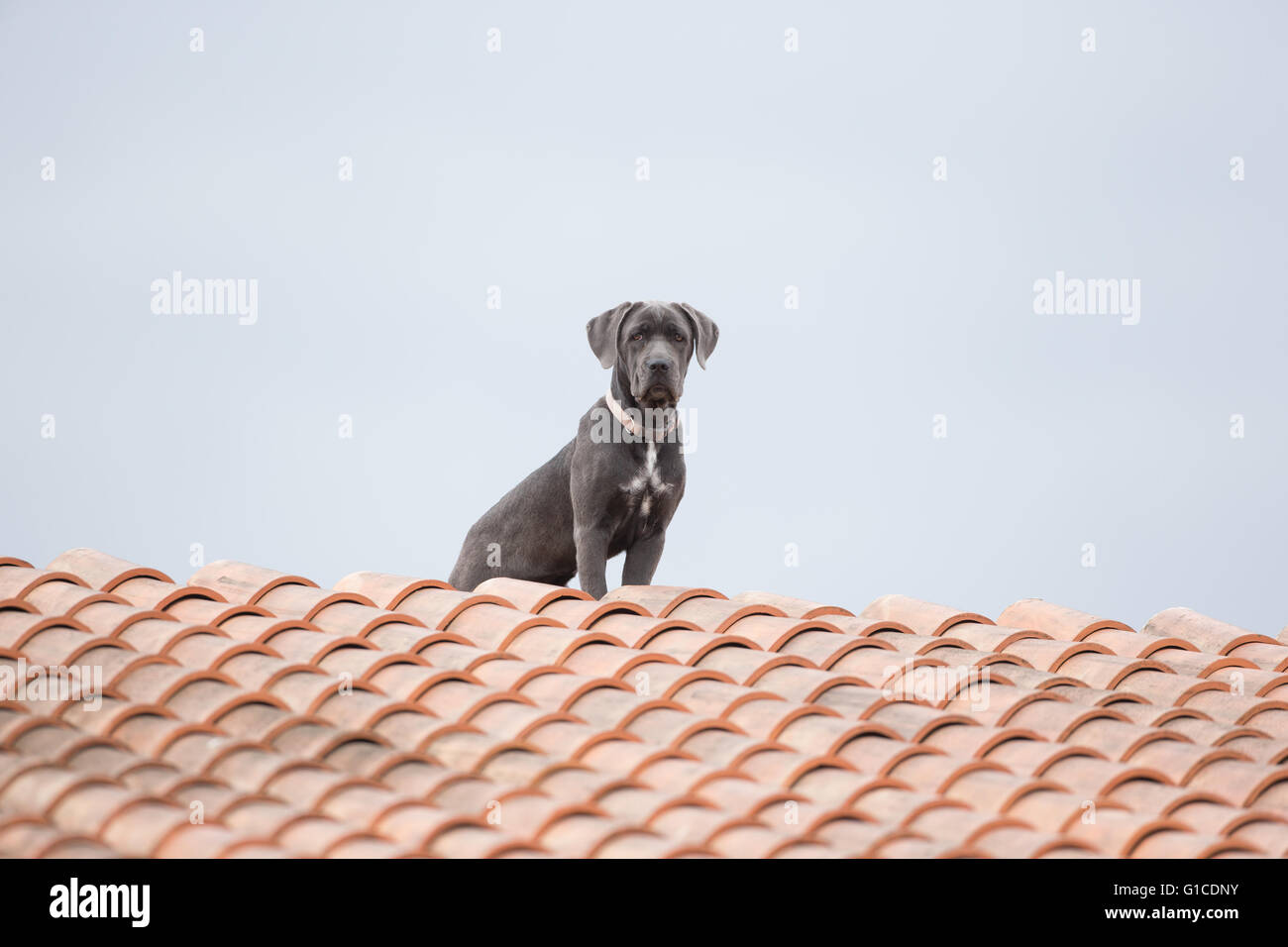 Im big dog hi-res stock photography and images - Alamy
