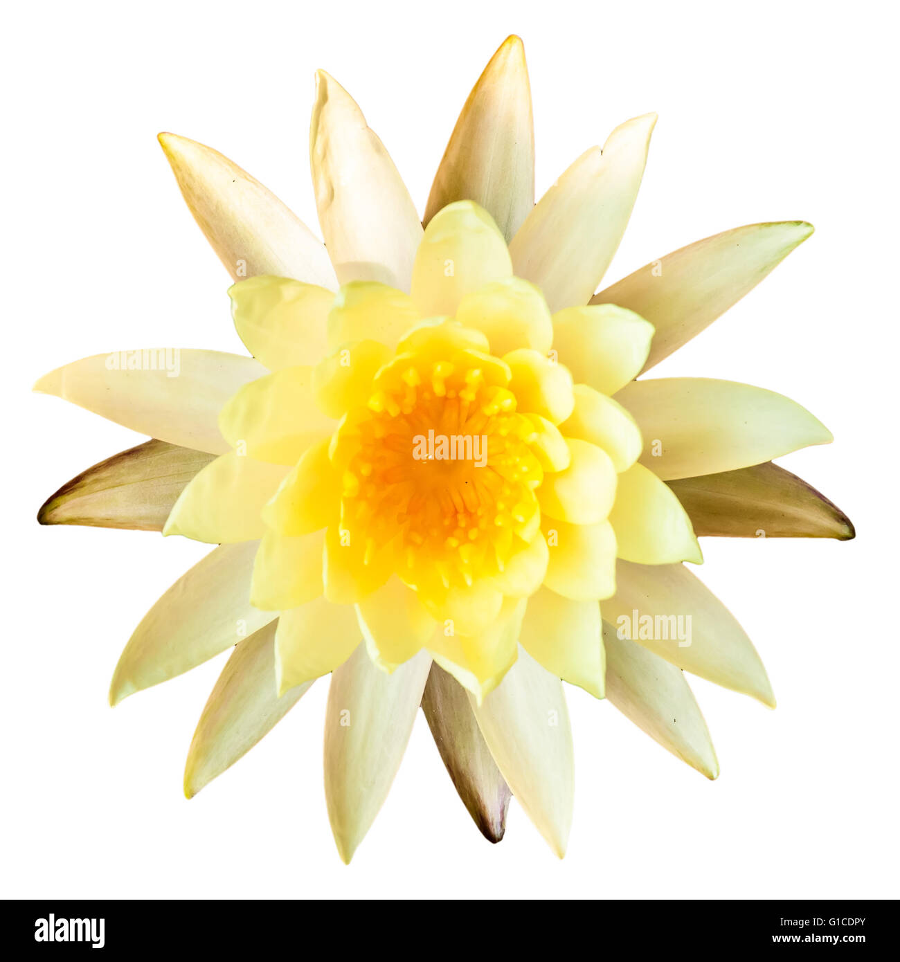 Yellow lotus isolated on a white background Stock Photo - Alamy