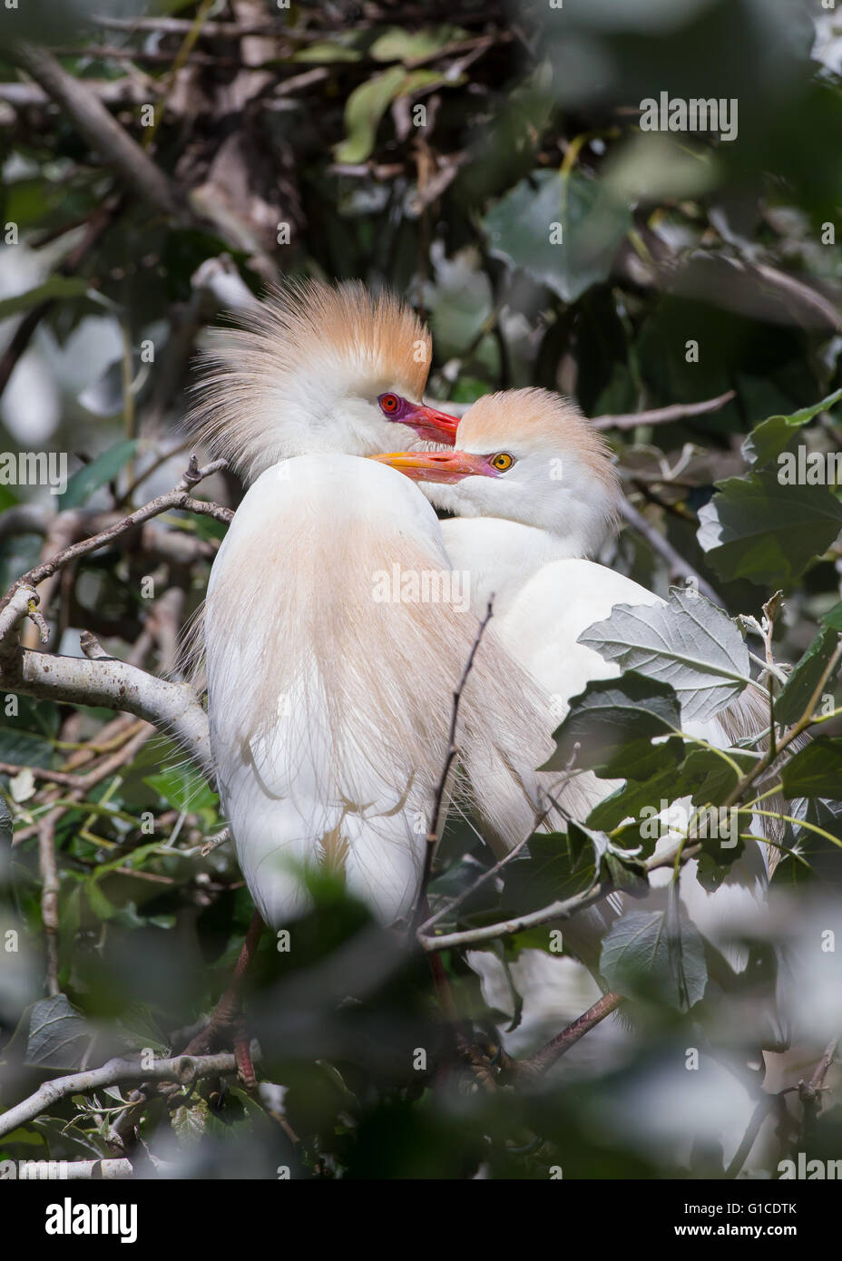 Cattle egret nesting hi-res stock photography and images - Alamy