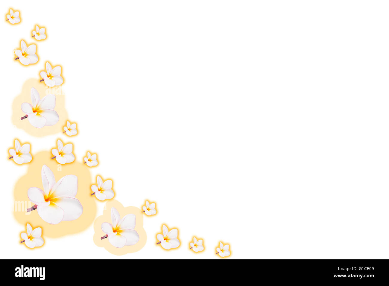 Beautiful Frangipani flowers isolated white background - border design ...