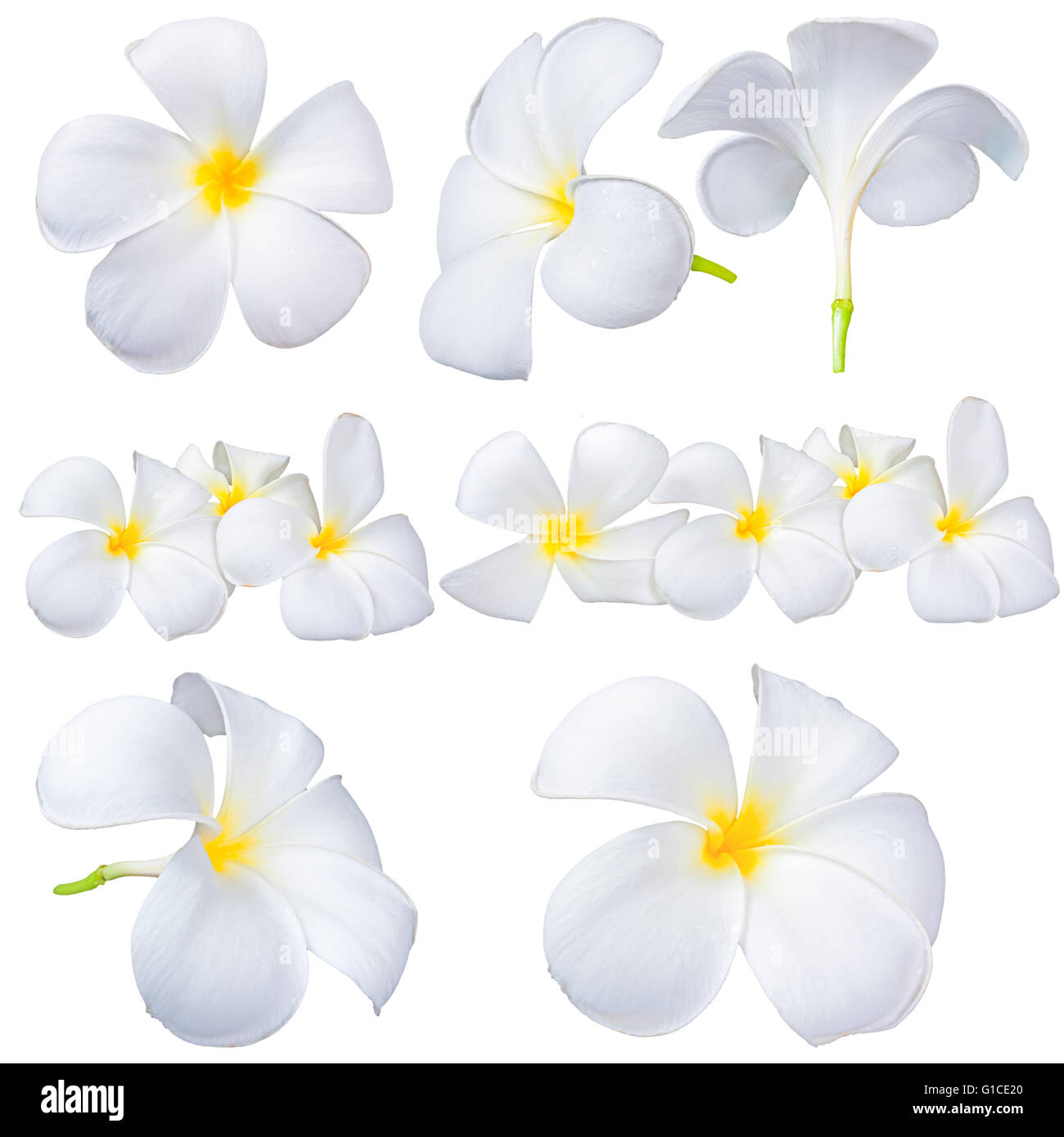 Template of frangipani plumeria Spa Flower isolated on white background Stock Photo - Alamy