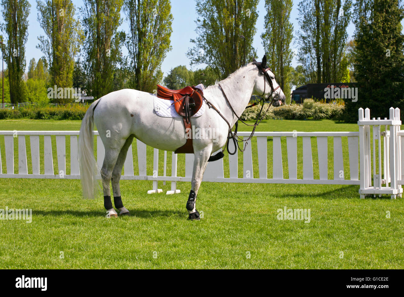 Beautiful white horse before the start of a jumping competition Stock ...
